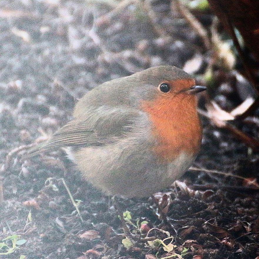 En liten rödhake – Halloj världen!